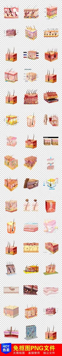 皮肤修复保养美容层结构细胞组织海报png素材 花瓣网