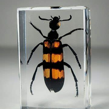 Insects In Resin Wholesale Beetles And Butterflies Available