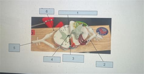 Spinal Cord Flashcards Quizlet