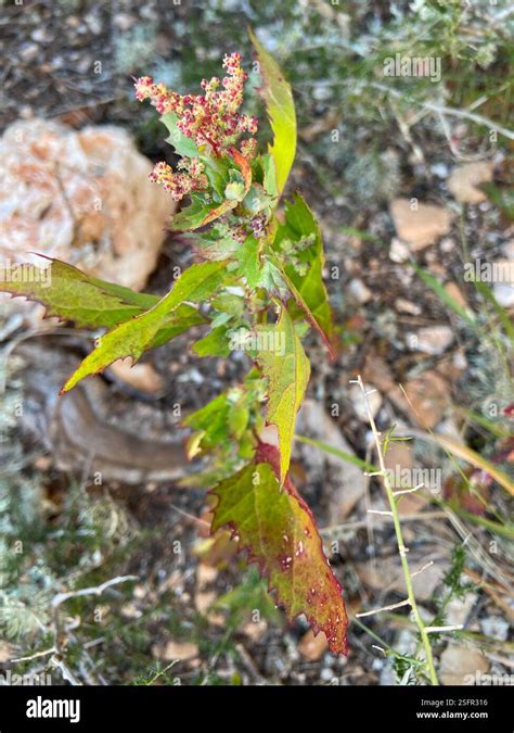 Nettle Leaved Goosefoot Chenopodiastrum Murale Plantae Mondragón
