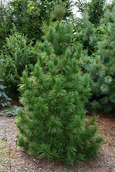 Columnar White Pine Tall And Narrow Evergreen
