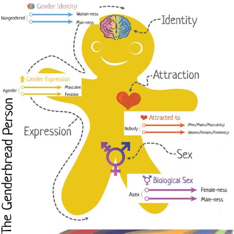 Genderbread Causecoalition Against Unsafe Sexual Education