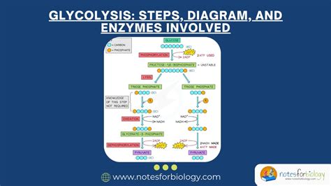 Glycolysis Steps Diagram And Enzymes Involved Best