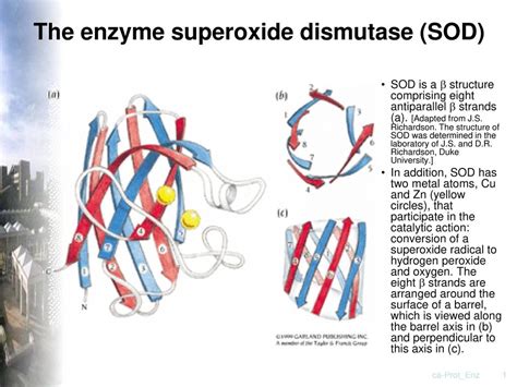 Superoxide Dismutase Structure