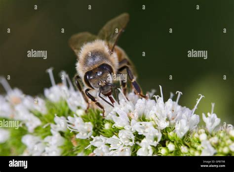 Honey Bee Apis Mellifera Collecting Nectar And Pollen On Mentha Sachalinensis Is Known By The