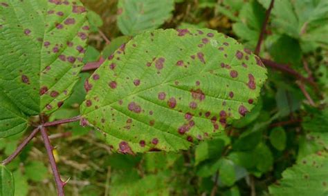 Rust Fungus Frustration Treating Rust Disease Epic Gardening