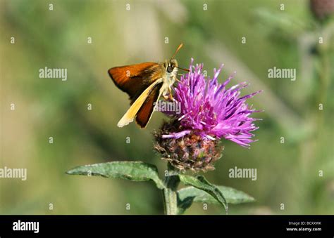 Small Skipper Butterfly Thymelicus Sylvestris Hesperiidae