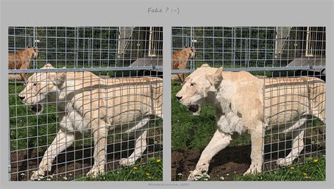 Fake News Foto And Bild Spezial Digiart Collage Bilder Auf