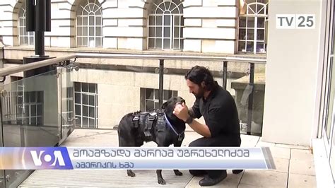 საიდუმლო სამსახურის ძაღლი რომელმაც ობამა გადაარჩინა Youtube