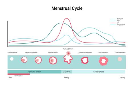 Intermenstrual Bleeding What Causes Bleeding During Periods Iflscience