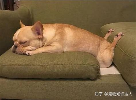 狗狗睡姿揭秘：看看你家毛孩子，是不是认你最亲？ 知乎