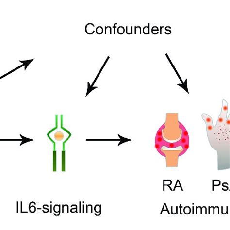 Graphical Diagram Of The Mendelian Randomization Analysis Between Il6