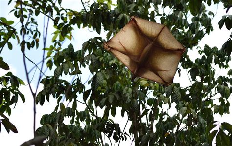 Kagwang The Misunderstood Gliding Mammal Of The Philippines Kahibalo Foundation