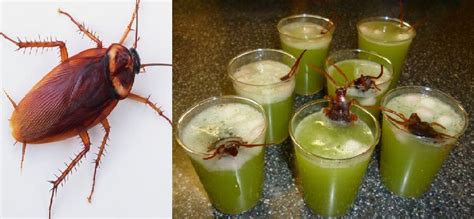 পইতাচোৰাৰ জ্যুচ চীনৰ লোকসকলৰ কিয় ইমান প্ৰিয় জানিলে আচৰিত হব আপুনি