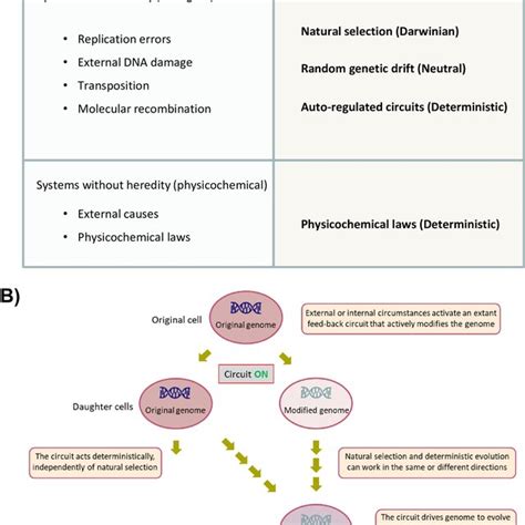 Deterministic Evolution Features In Living Systems A Evolving Systems