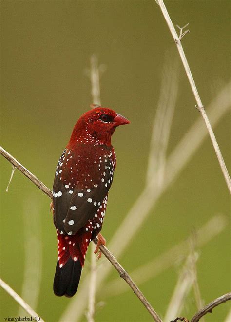 Red Avadavat Birdforum Opus Birdforum