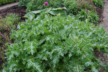 Milk Thistle Pictures Flowers Leaves And Identification Silybum Marianum