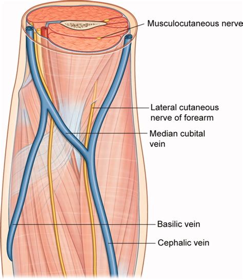 Median Nerve Forearm