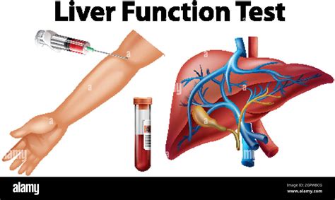 Set Of Liver Function Test For Education Stock Vector Image And Art Alamy