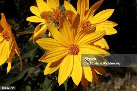 노란 헬 리에 튜 베로 서의 꽃 머리는 자연 단풍 배경 일컬어 예루살렘 아 티 초 크 태양 초 크 지구 사과와 토 나 부 보어 음식 소스 0명에 대한 스톡 사진 및 기타