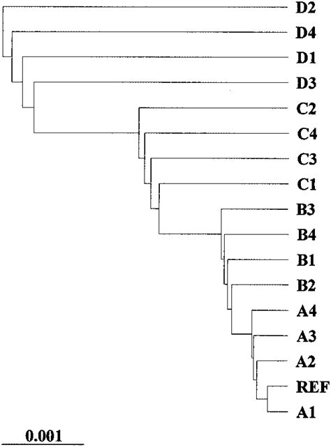 Dendrogram Depicting The Relatedness Of The Outbreak Population Of