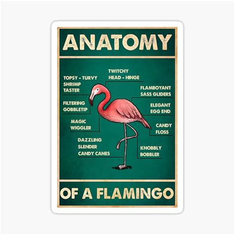 Flamingo Anatomy Sticker By Inoveva1991 Redbubble