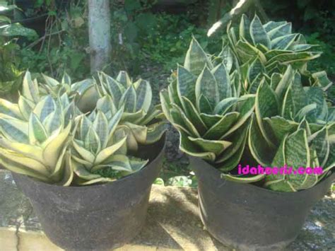 Bunga Lidah Mertua Koleksi Foto Cantik