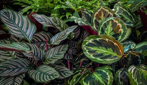 Are Prayer Plants Calathea At Harrison Trethowan Blog