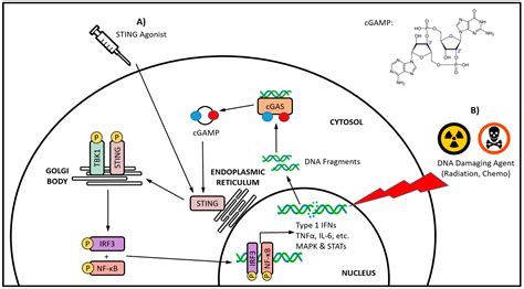 Cgas Sting Activation Encyclopedia Mdpi