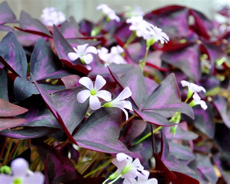 Oxalis Triangularis Bulbs — Buy Purple Shamrock Online At Farmer Gracy Uk