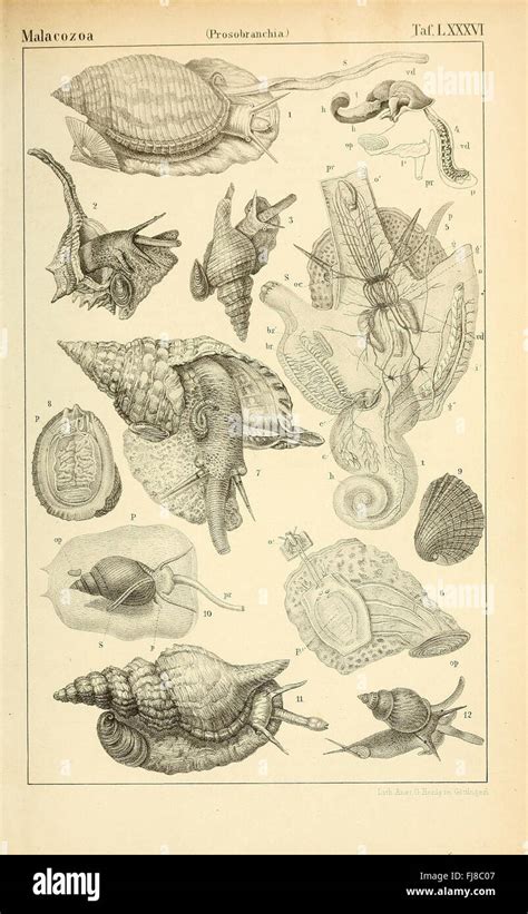 The Classes And Orders Of The Animal Kingdom A Zoological