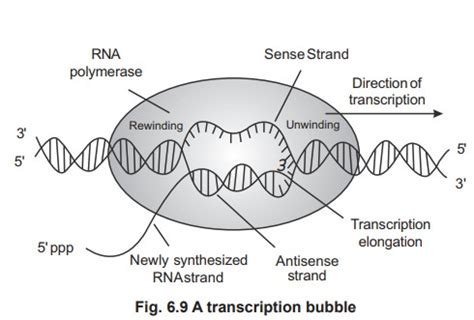 Biosynthesis Of RNA Transcription