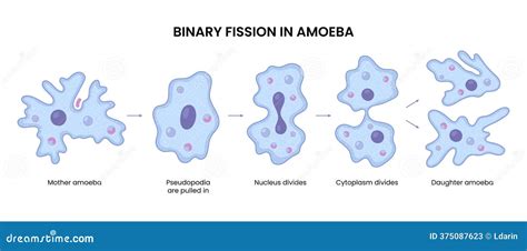Binary Fission Process Of Bacteria Vector Illustration Diagram 268608504