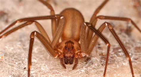 Common Types Of House Spiders Deal With Pests Common Types Of House Spiders Deal With Pests