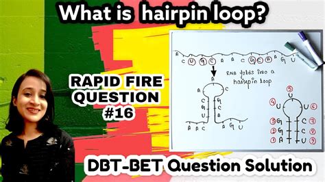 Hairpin Vs Stem Loop At Hunter Peacock Blog