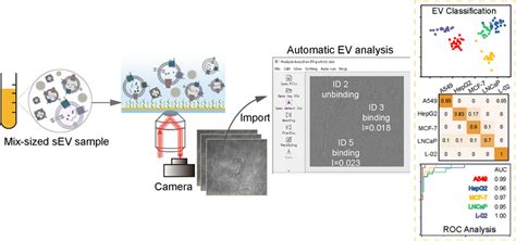 Automatic Extracellular Vesicle Ev Analyzer For Mix‐sized Ev Sample