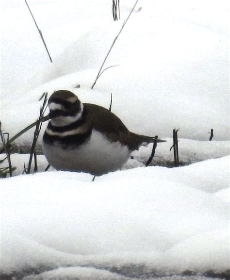Killdeer Oregon Birding Association