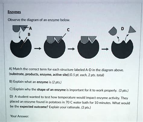 Enzymes Observe The Diagram Of An Enzyme Below A B C D A Match The Correct Term For Each