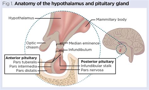 Anterior And Posterior Pituitary Gland Diagram