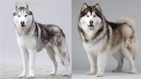 Malamute Vs Husky Vs Wolf