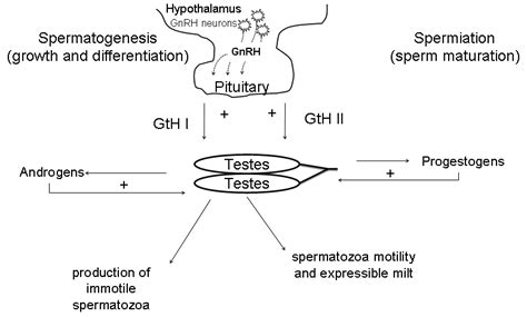 Hormonal Control Of The Hypothalamus Pituitary Gonad Axis Of Male Fish