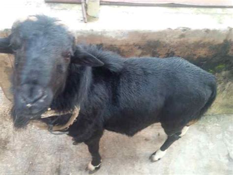 How Much Does One Ileya Ram Cost In Your Area Events Nigeria