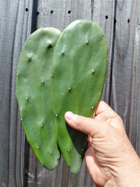 Spineless Thornless Edible Nopales Prickly Pear Cactus Pads Opuntia