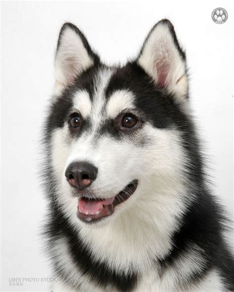 哈士奇靓照哈士奇 职业照 Csdn博客