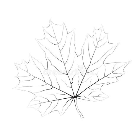 Isolated Vector Monochrome Maple Leaf Stock Vector Illustration Of