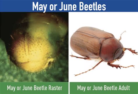 Lawn Grubs White Grub Identification And Control