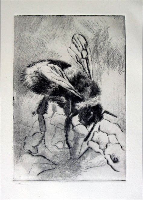 Bee Dry Point Etching By Nicola Cavalla Intaglio Printmaking