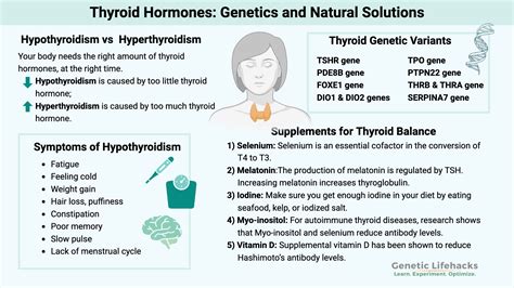 Thyroid Gland Hormones And Thyroid Function Tests In Me Thyroid Gland Hormones And Thyroid Function Tests In Me