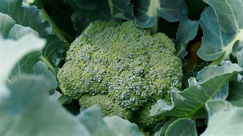 How To Grow Broccoli In Raised Beds A Complete Guide