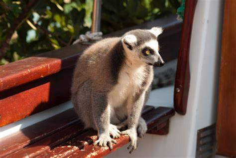 รูปภาพlemure เลือกดูภาพถ่ายสต็อก เวกเตอร์ และวิดีโอ950 Adobe Stock